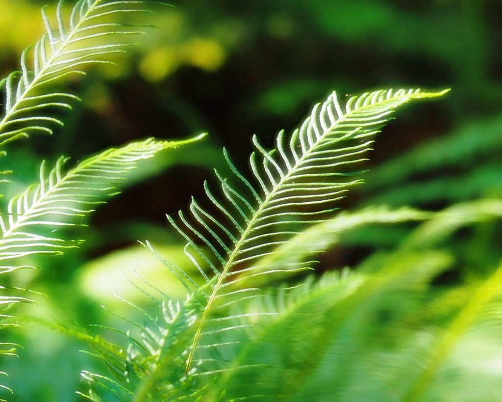 Nature Around Us | Arrowsmith Naturalists